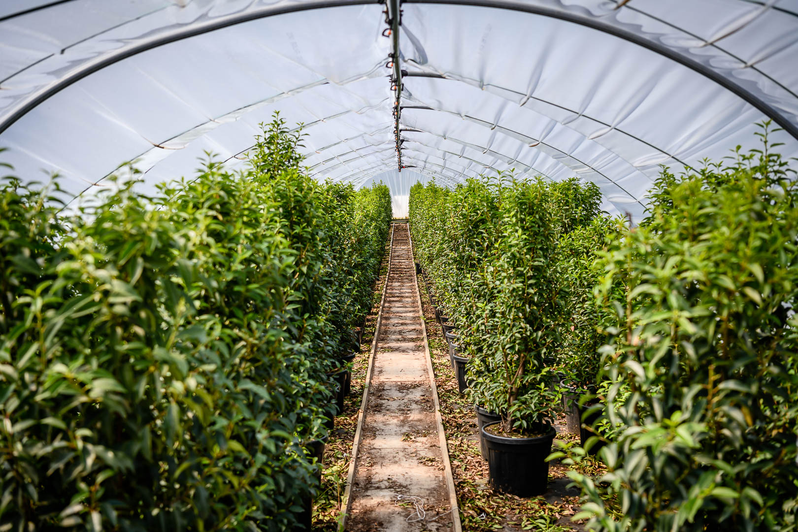 Haagplanten nodig? De ideale erfafscheiding voor jouw klant!